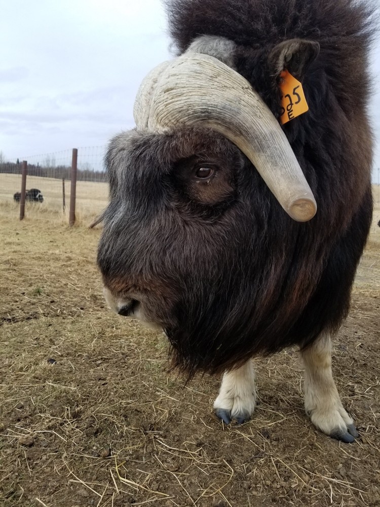 Musk Ox Farm | Unique Alaskan Animals Near Anchorage | ALASKA.ORG